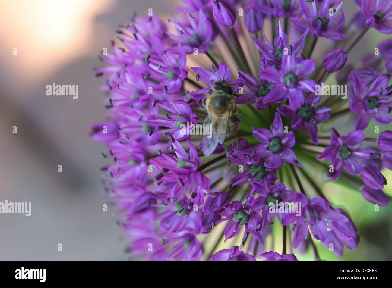 Pollen from allium flower hi-res stock photography and images - Alamy