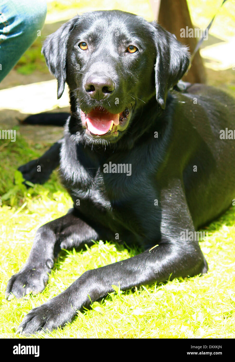 Black labrador dog resting in the sun Stock Photo - Alamy