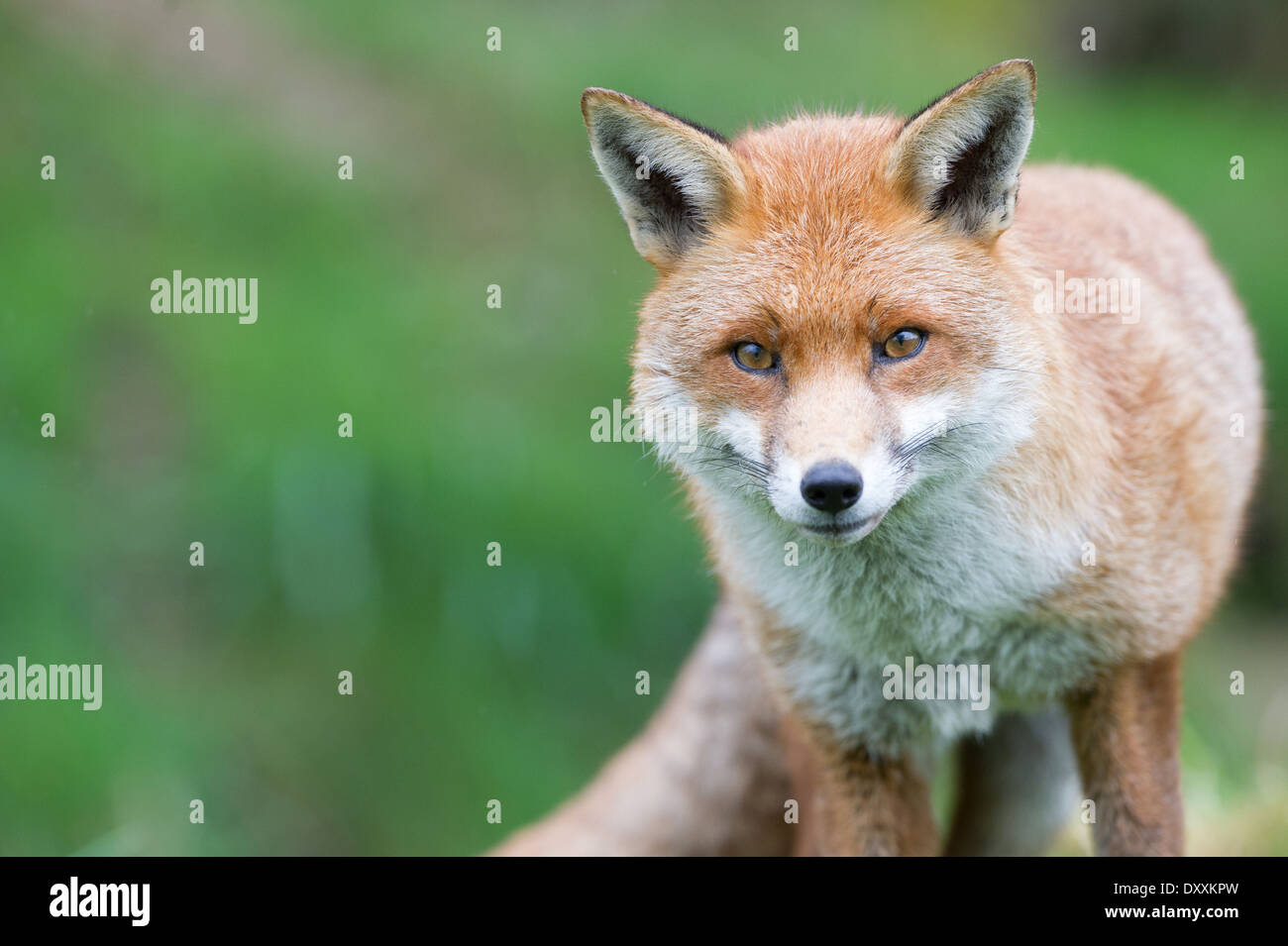 Foxes uk hi-res stock photography and images - Alamy