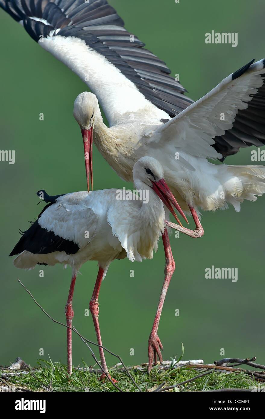 Two white storks on a church roof hi-res stock photography and images ...