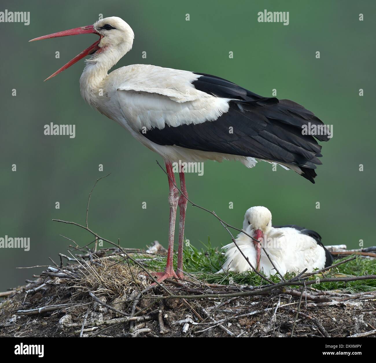 Two white storks on a church roof hi-res stock photography and images ...