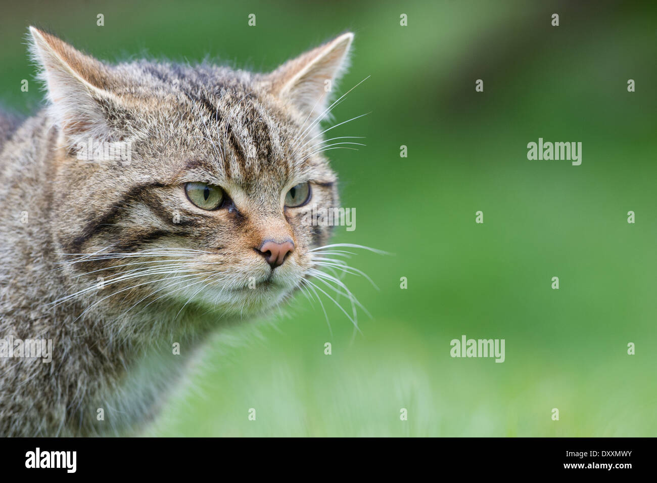 Native animals of scotland hi-res stock photography and images - Alamy