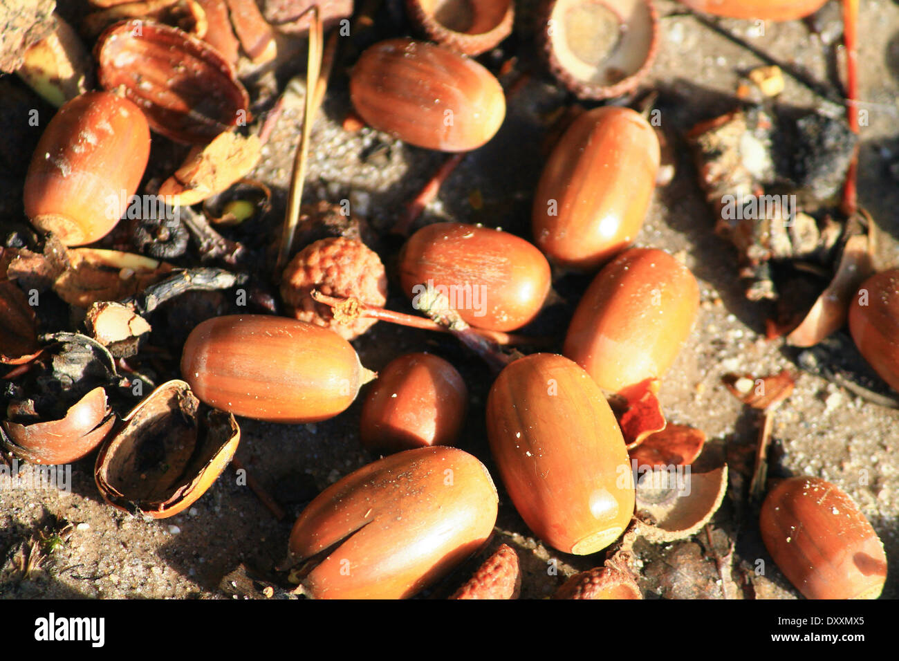 Shiny acorns hi-res stock photography and images - Alamy