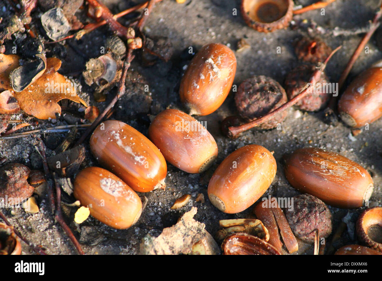 Shiny acorn hi-res stock photography and images - Alamy