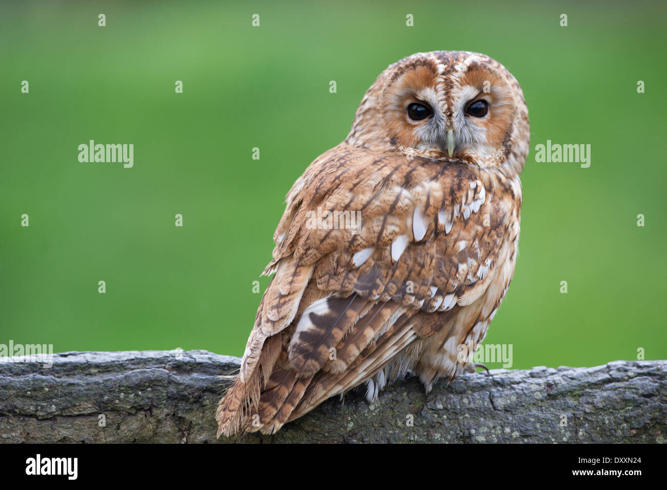 Tawny Owl (Strix aluco Stock Photo - Alamy