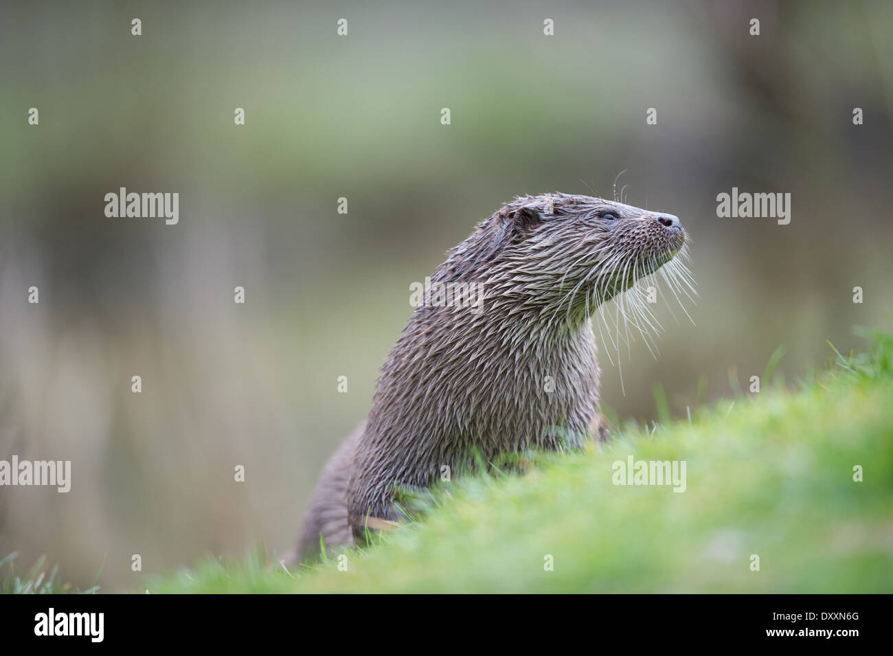 European otter (Lutra lutra Stock Photo - Alamy