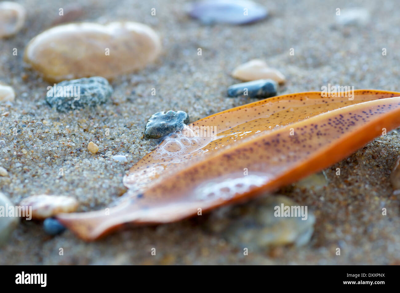 Pebbles Beach Close Up Sand Stock Photos & Pebbles Beach Close Up Sand ...