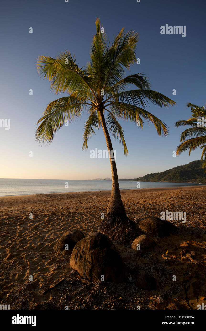 Full palm tree at sunrise on the beach Stock Photo - Alamy