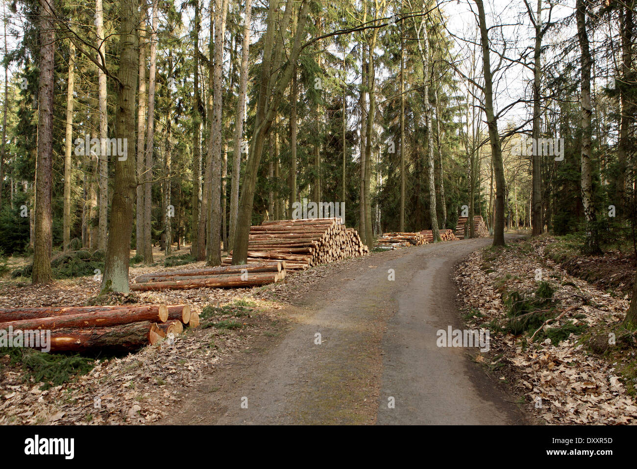 wood, forest, logs, sawlogs, prune, path, way Stock Photo - Alamy