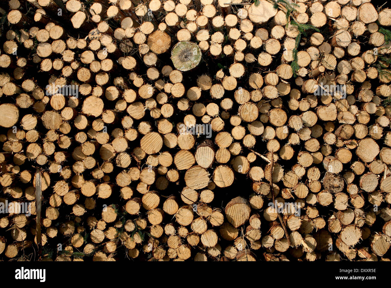 wood, forest, logs, sawlogs, prune Stock Photo - Alamy