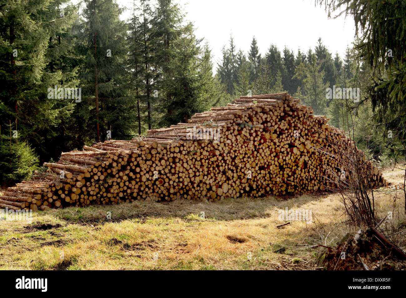 wood, forest, logs, sawlogs, prune Stock Photo - Alamy