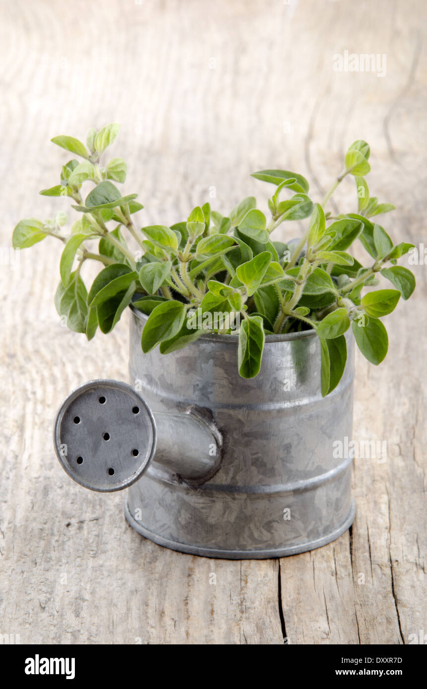 fresh oregano in a zinc watering can Stock Photo - Alamy