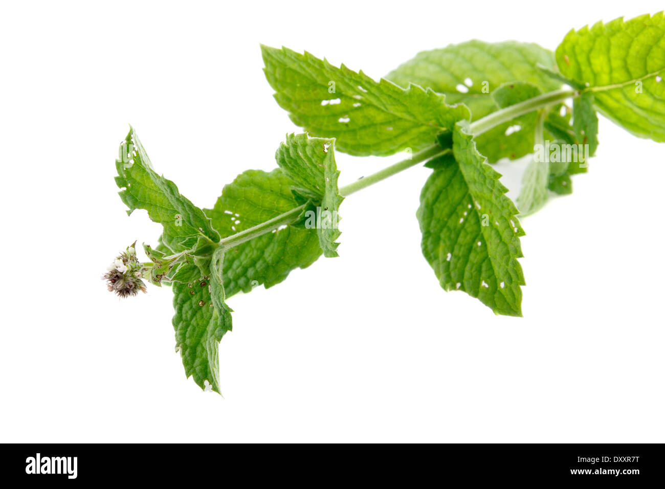 Peppermint green hi-res stock photography and images - Alamy