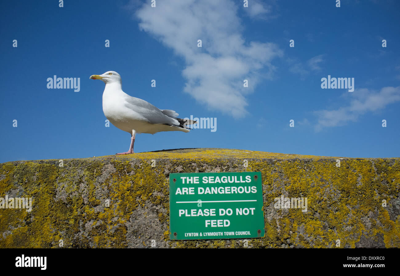 Seagull warning sign hi-res stock photography and images - Alamy