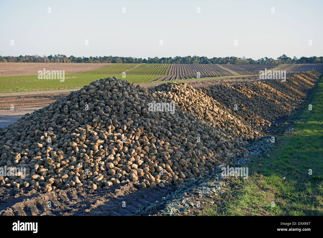 Beet Piles Stock Photos & Beet Piles Stock Images - Alamy
