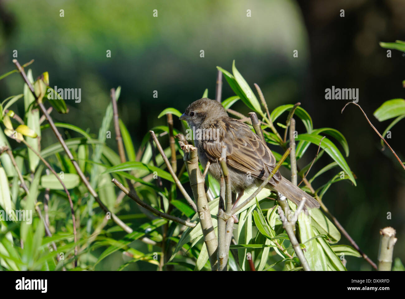 Juvenile Tree Sparrow High Resolution Stock Photography and Images - Alamy