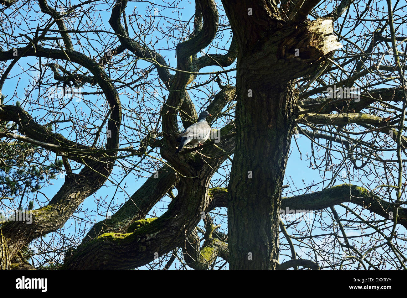 Common Wood pigeon in a tree Stock Photo - Alamy