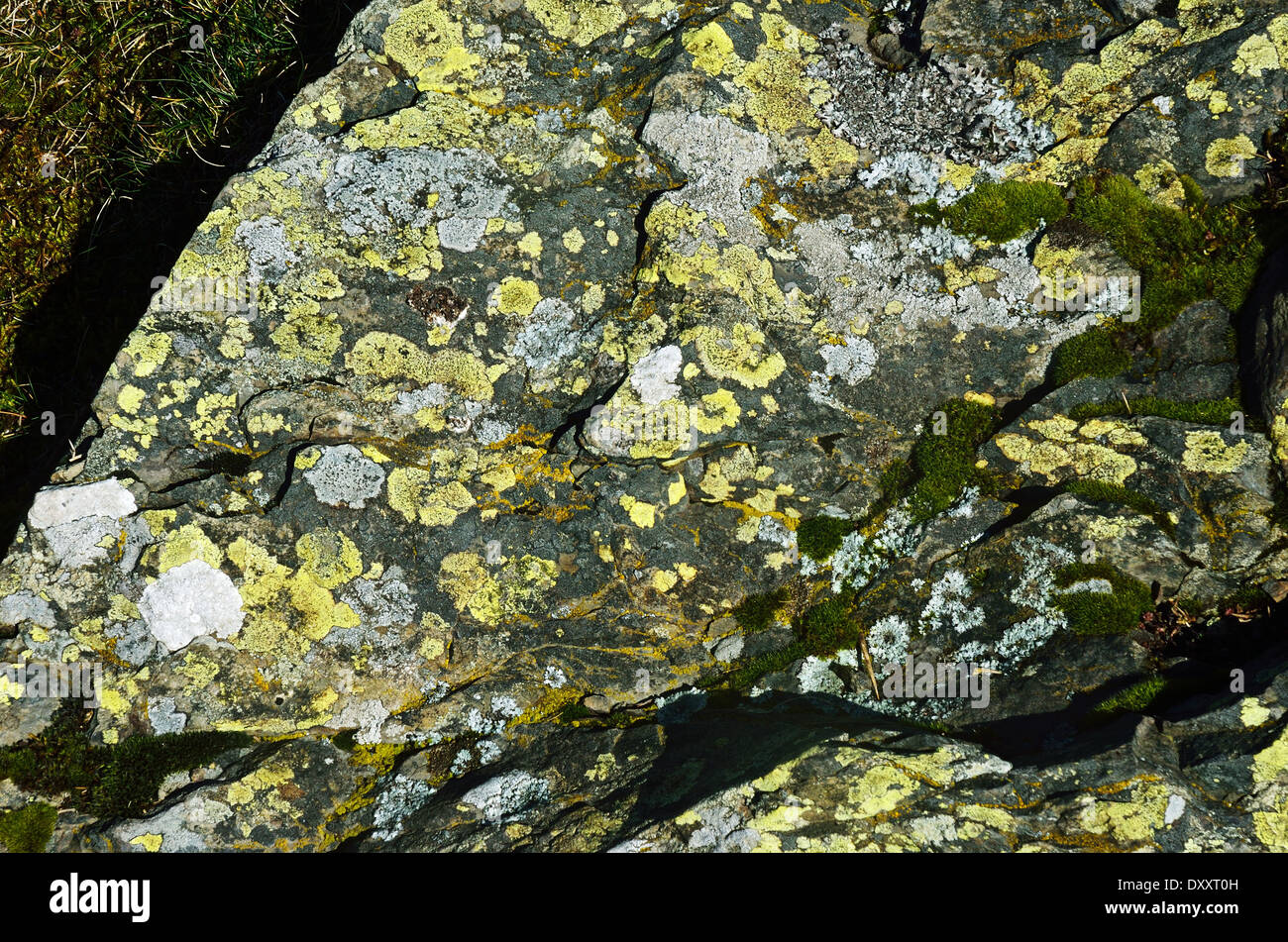 Lichen rock detail hi-res stock photography and images - Alamy