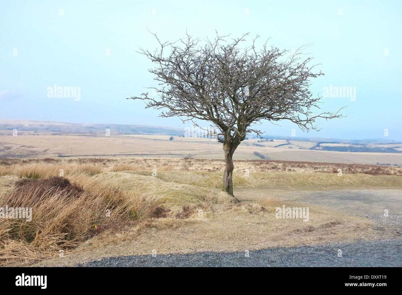 A solitary tree on exmoor Stock Photo - Alamy