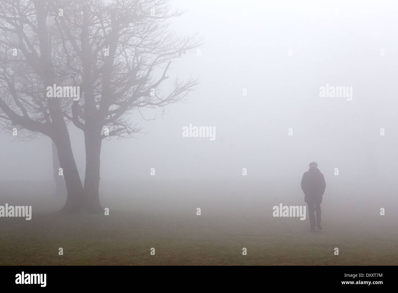 A man walking two dogs through heavy fog on Coombe Hill, near Wendover ...