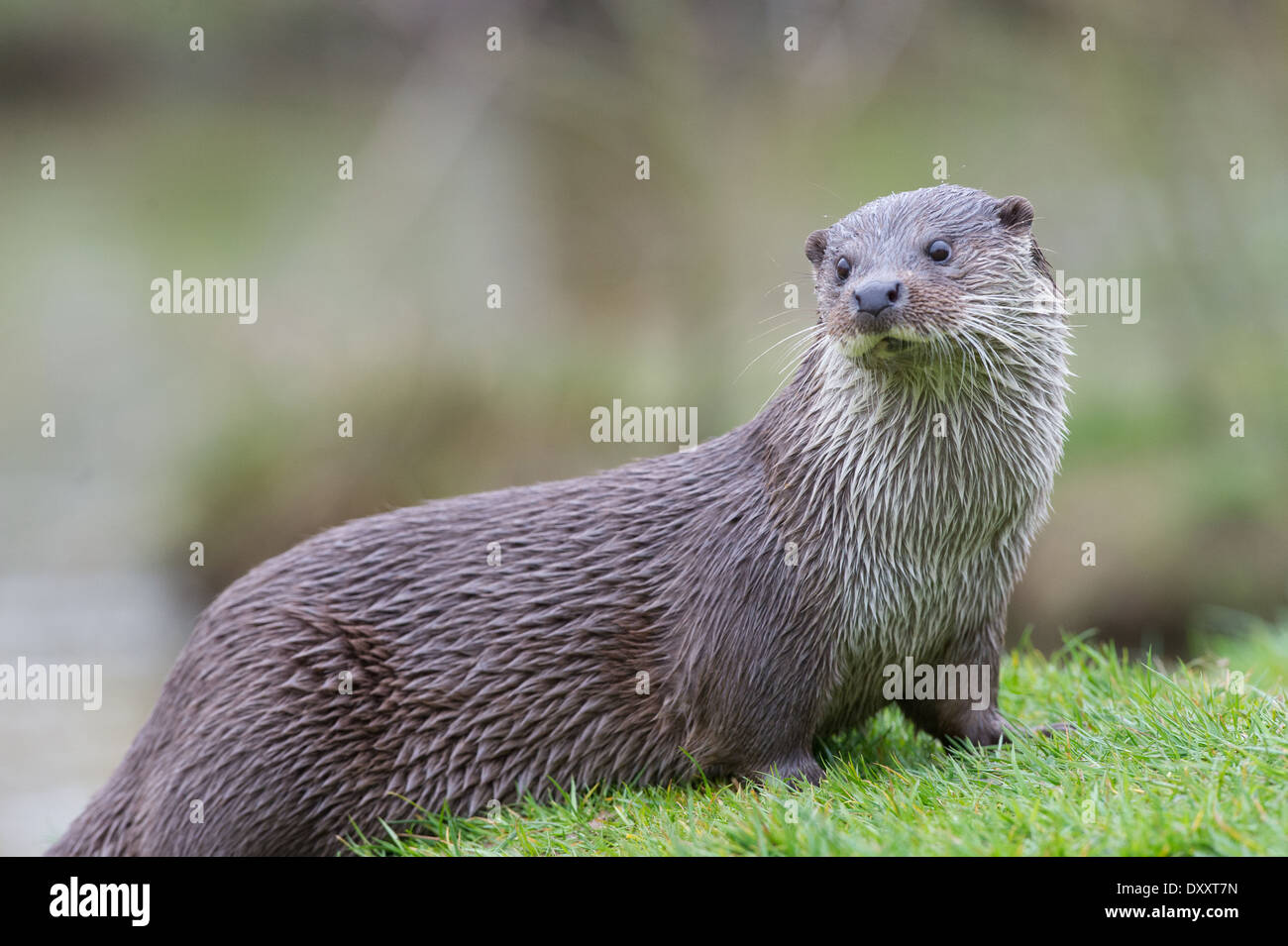 European otter (Lutra lutra Stock Photo - Alamy