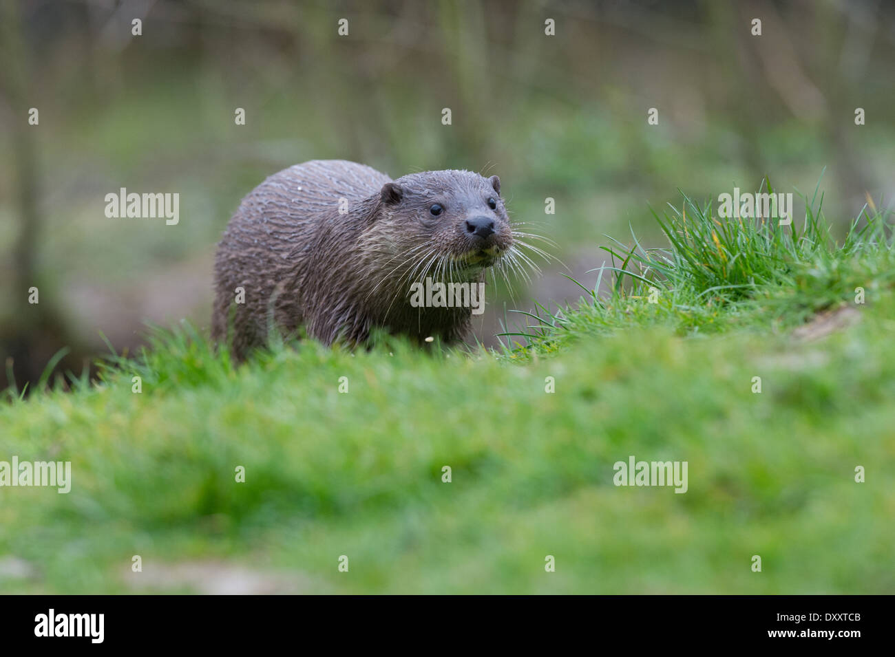 Uk lutra lutra hi-res stock photography and images - Alamy