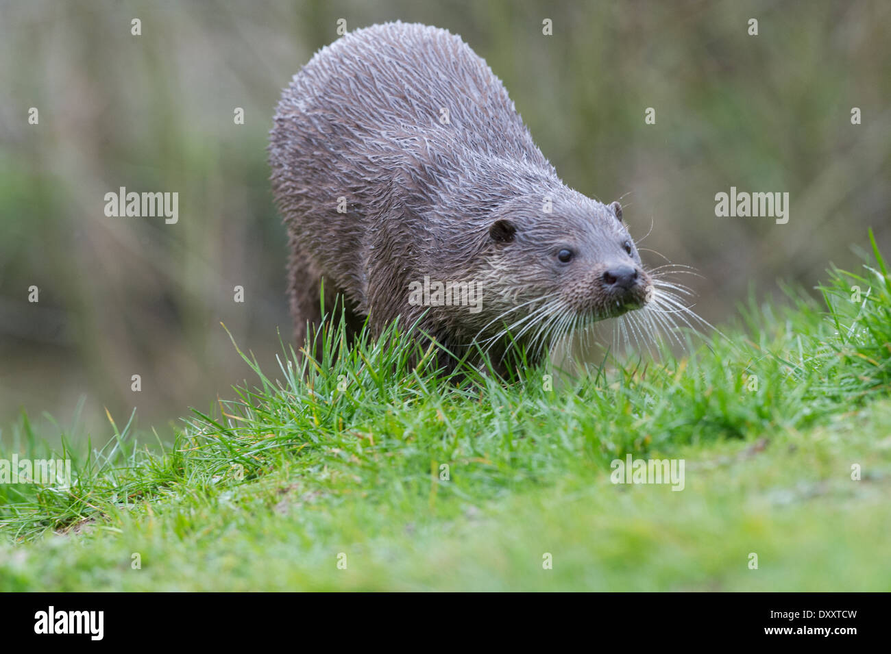 European otter lutra lutra walking hi-res stock photography and images ...
