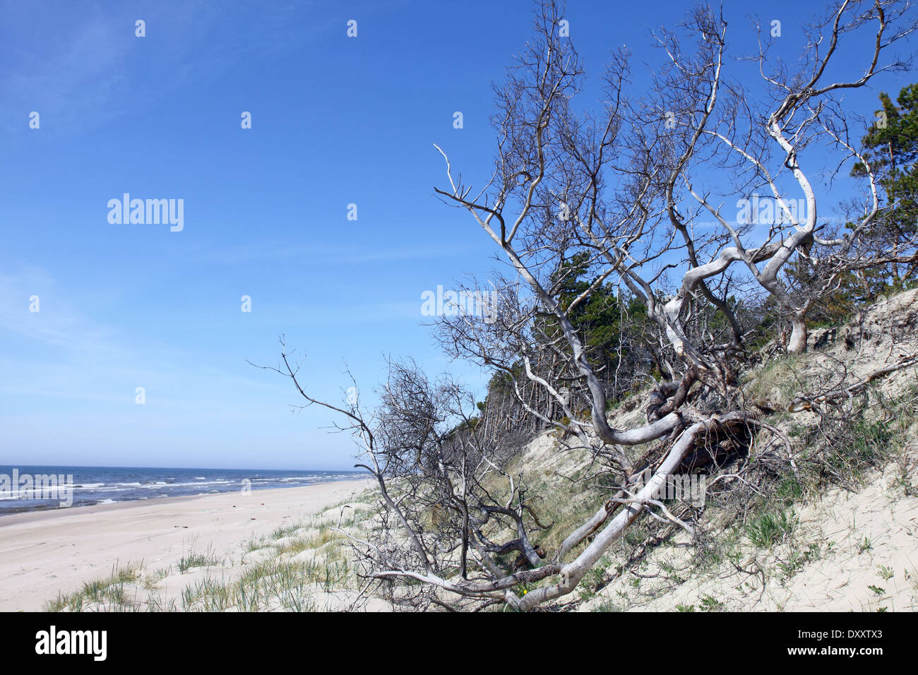 Landscape photograph with dead tree on the sandy beach Stock Photo - Alamy