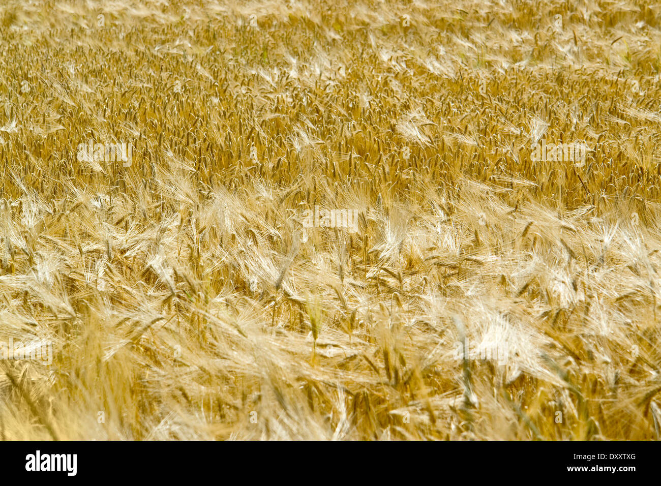 Crop farming field detail hi-res stock photography and images - Alamy