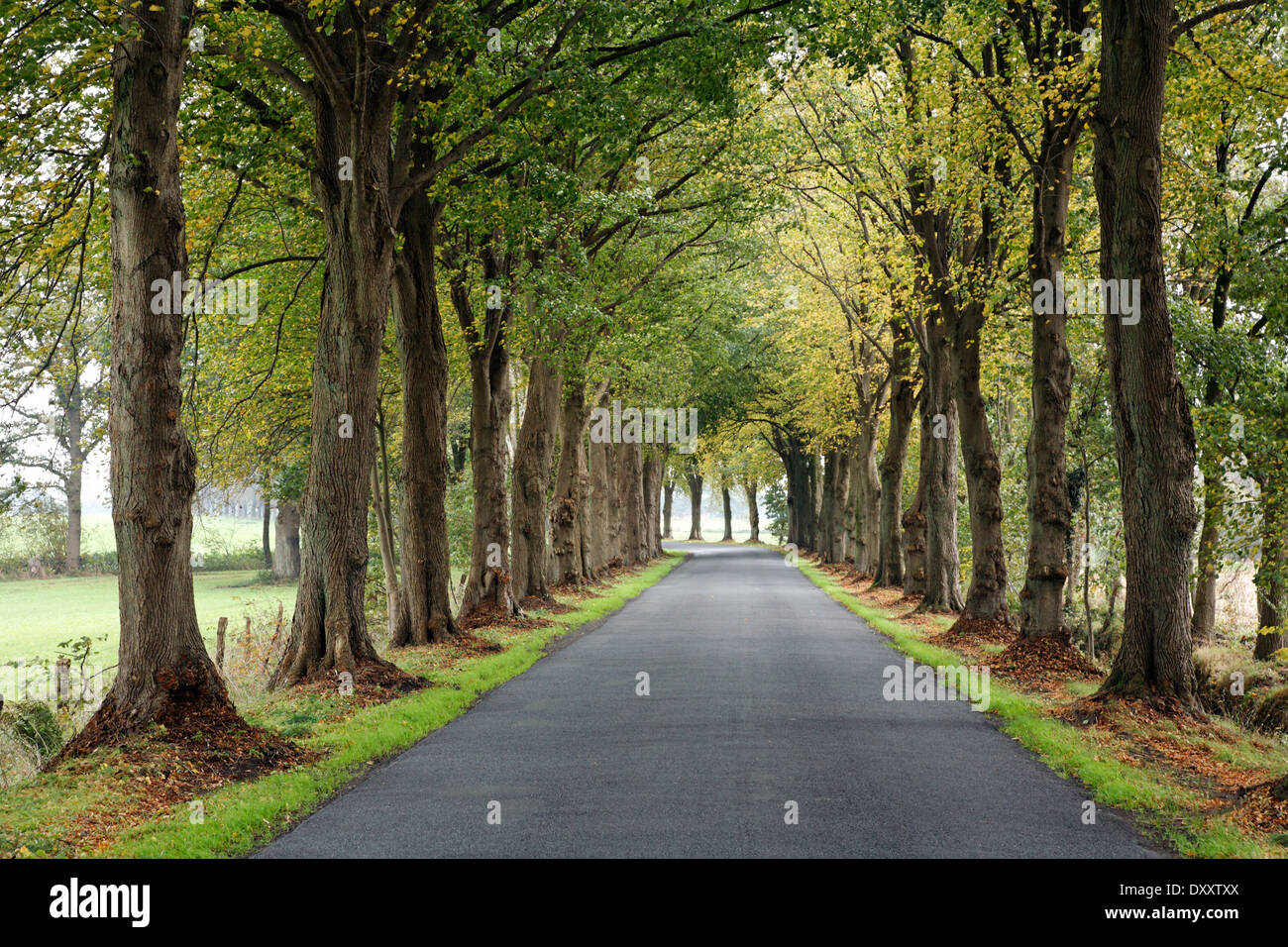Germany, Lower Saxony, tree-lined avenue, road, Deutschland ...