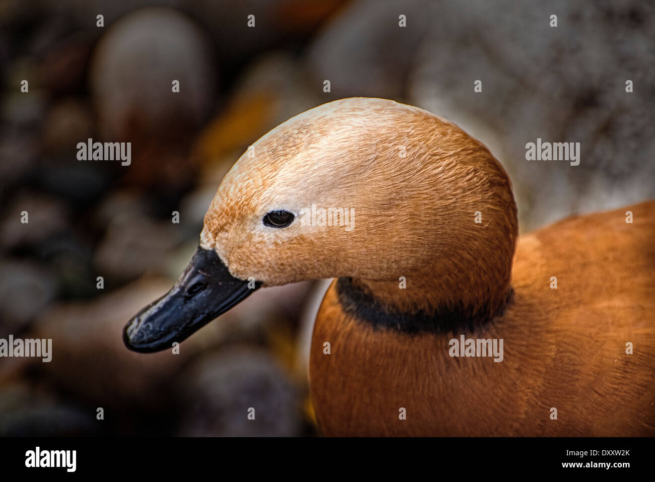 Ringed Ruddy Shell Duck Stock Photo - Alamy