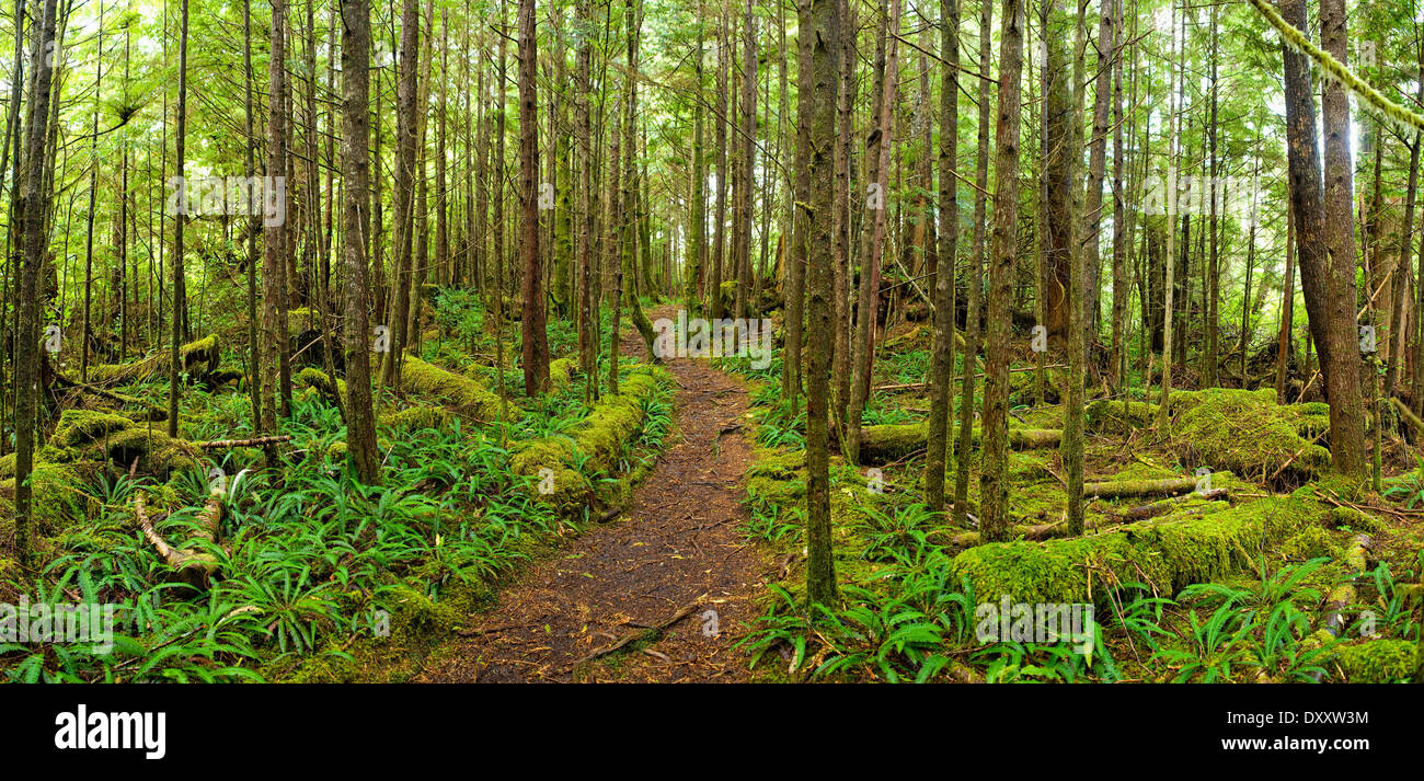 Path in dense secondary forest in Cape Scott Provincial Park; Vancouver ...