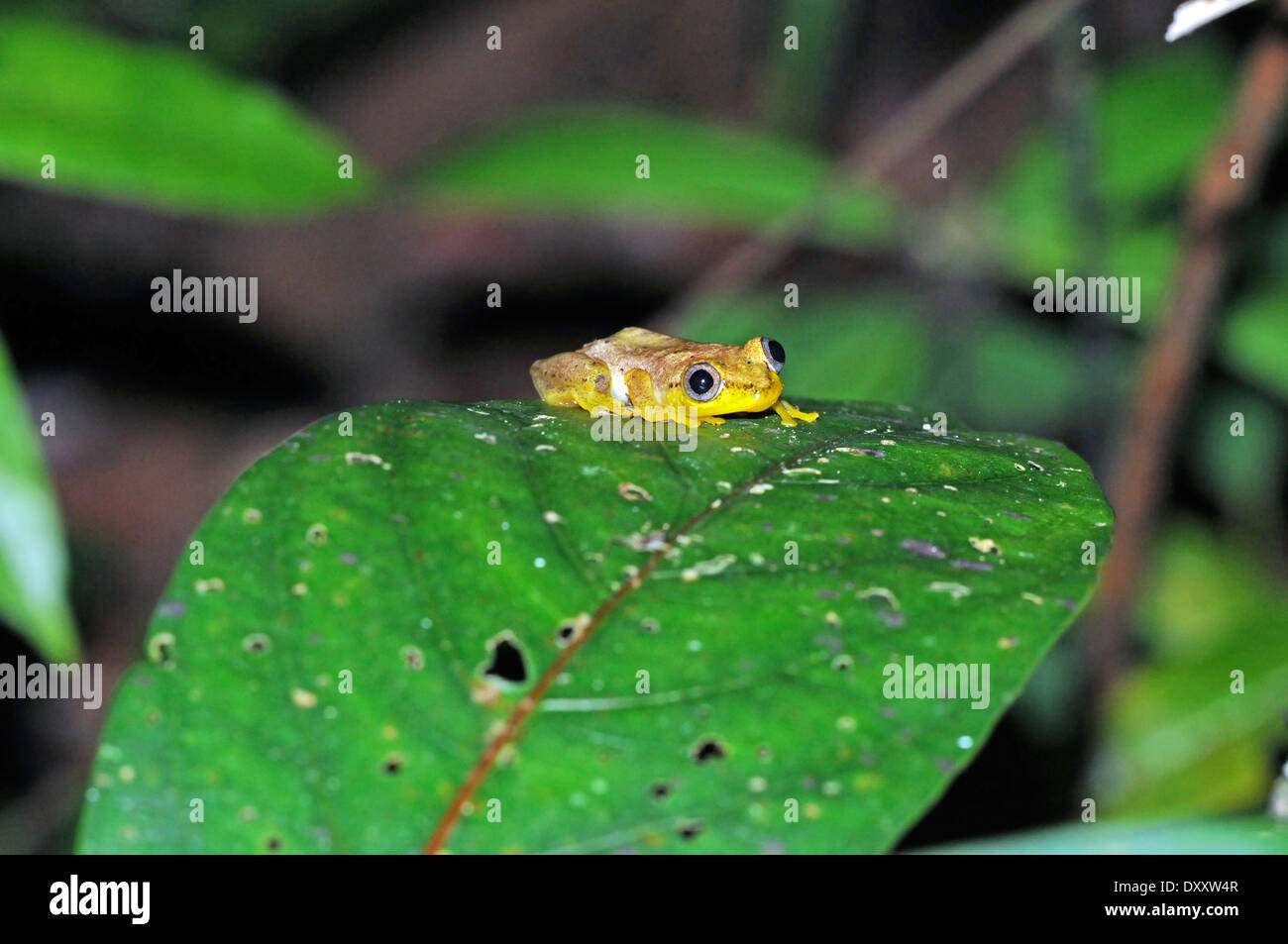 Blue back reed frog hi-res stock photography and images - Alamy