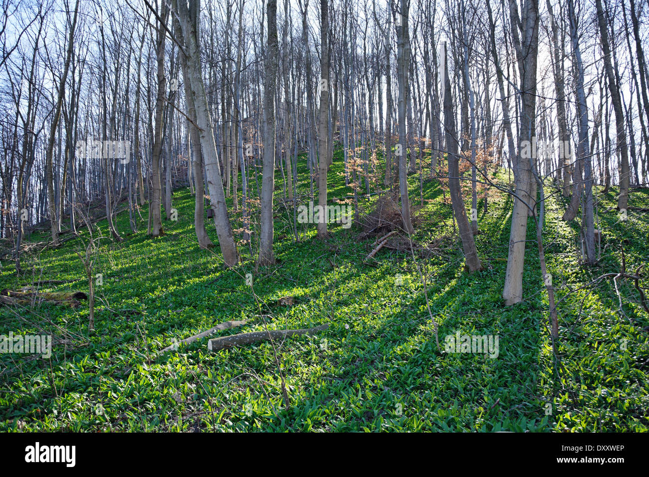 Teck castle hi-res stock photography and images - Alamy