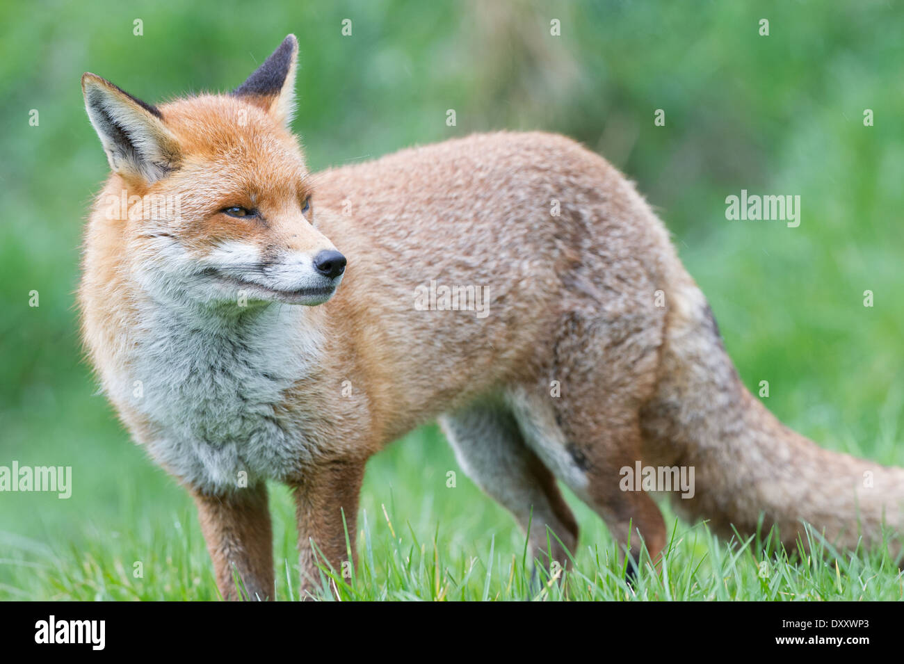 Vulpes red fox hi-res stock photography and images - Alamy