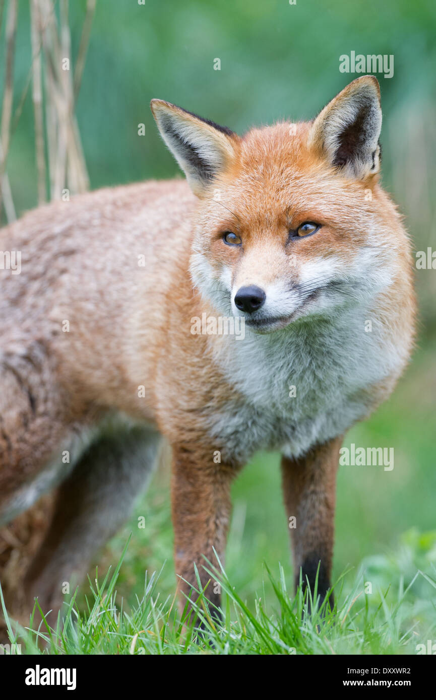 Red fox uk hi-res stock photography and images - Alamy