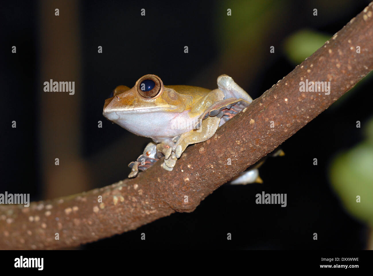 Madagascan tree frog (Boophis madagascariensis). The species is sometimes known as the ...