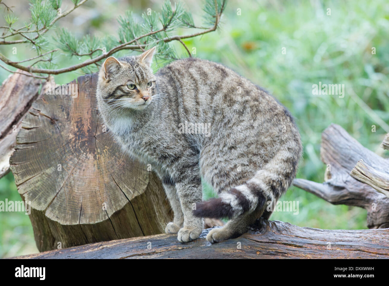 Scottish wildcat uk hi-res stock photography and images - Alamy