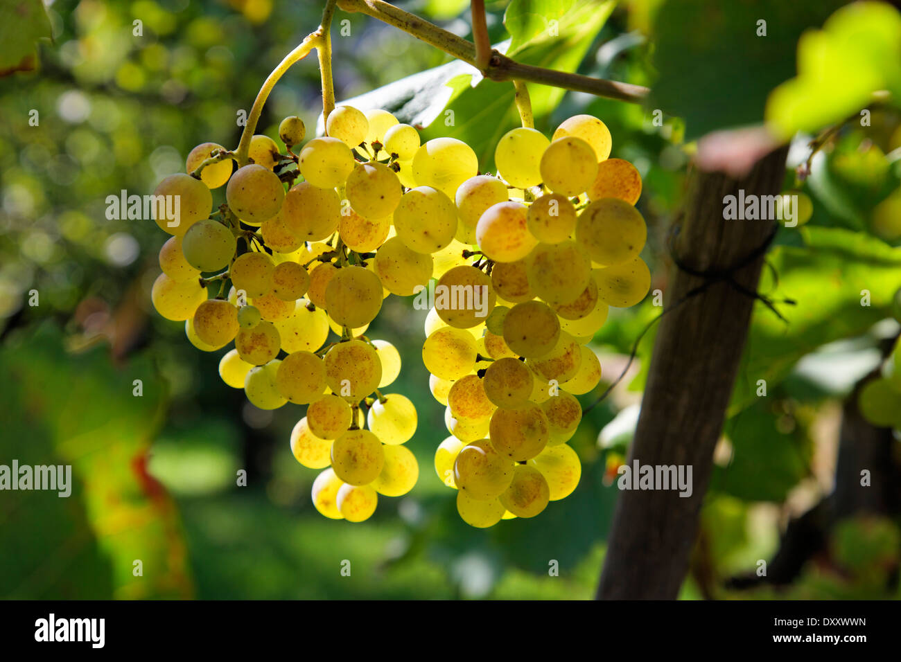 Kerner grapes hi-res stock photography and images - Alamy