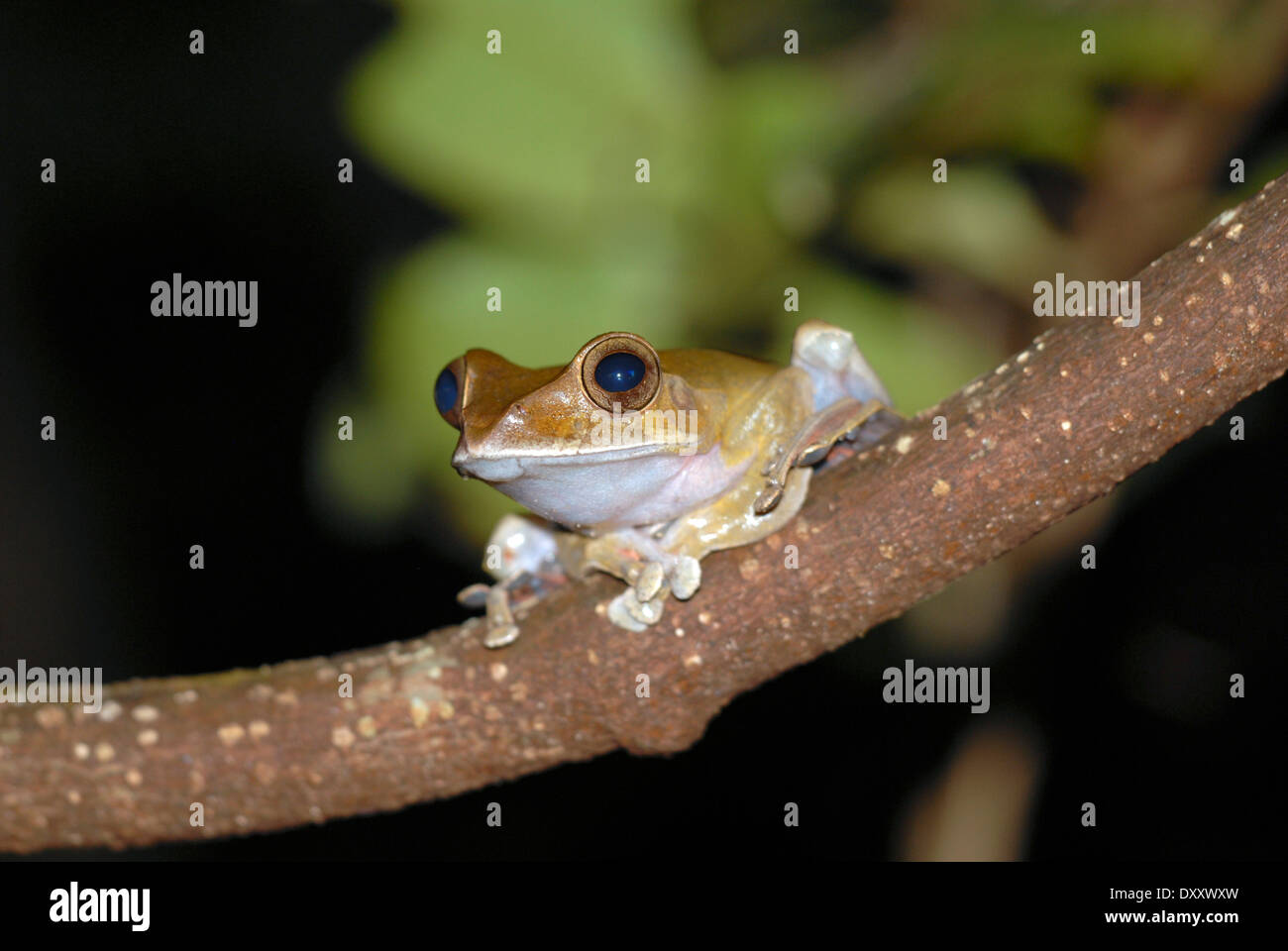 Madagascan tree frog (Boophis madagascariensis). The species is ...