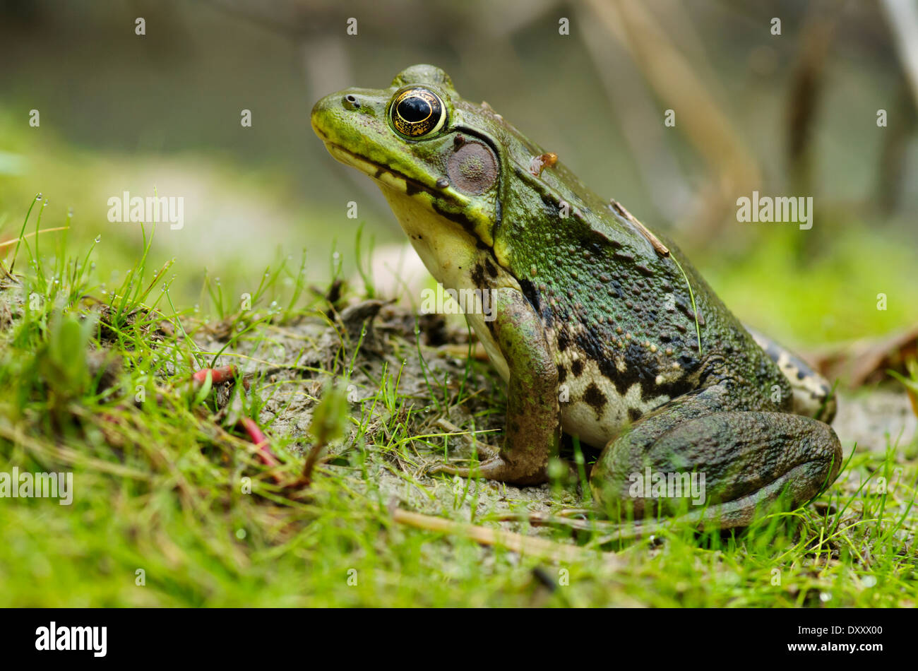 Side view of alert green frog; Vaudreuil, Quebec, Canada Stock Photo ...