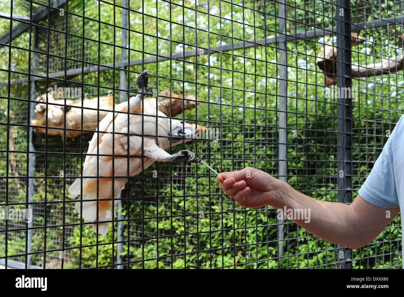 Mans arm feeding Cockatoo in Zoo Stock Photo - Alamy