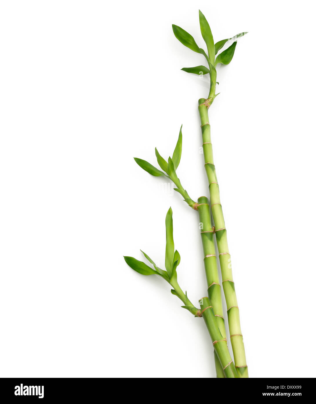 Bamboo canes hi-res stock photography and images - Alamy
