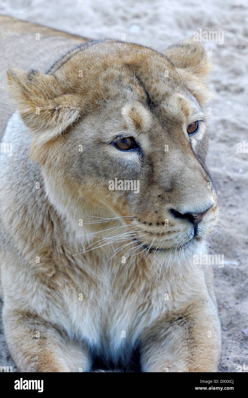 Indian Lion Stock Photos & Indian Lion Stock Images - Alamy