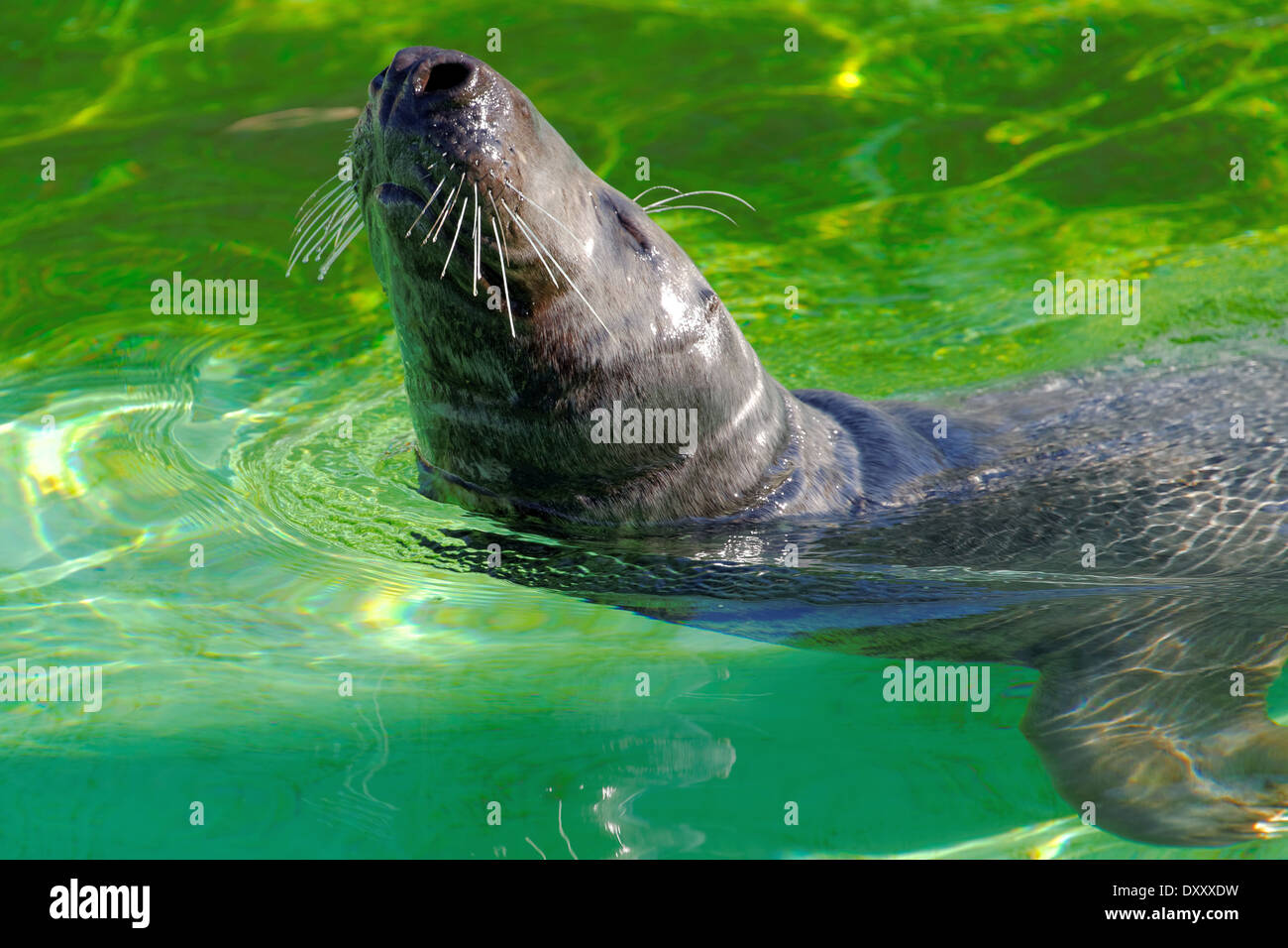 Hooked nosed sea pig hi-res stock photography and images - Alamy