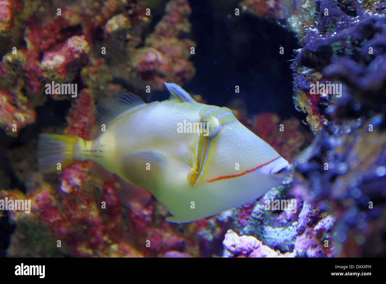Bursa Triggerfish is also known as the Black Patch Triggerfish or ...