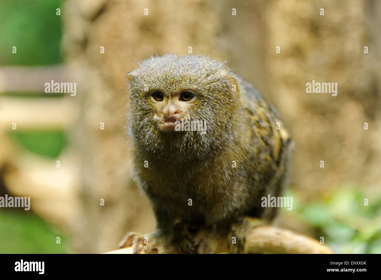Pygmy marmoset (Cebuella pygmaea) is a small New World monkey native to ...