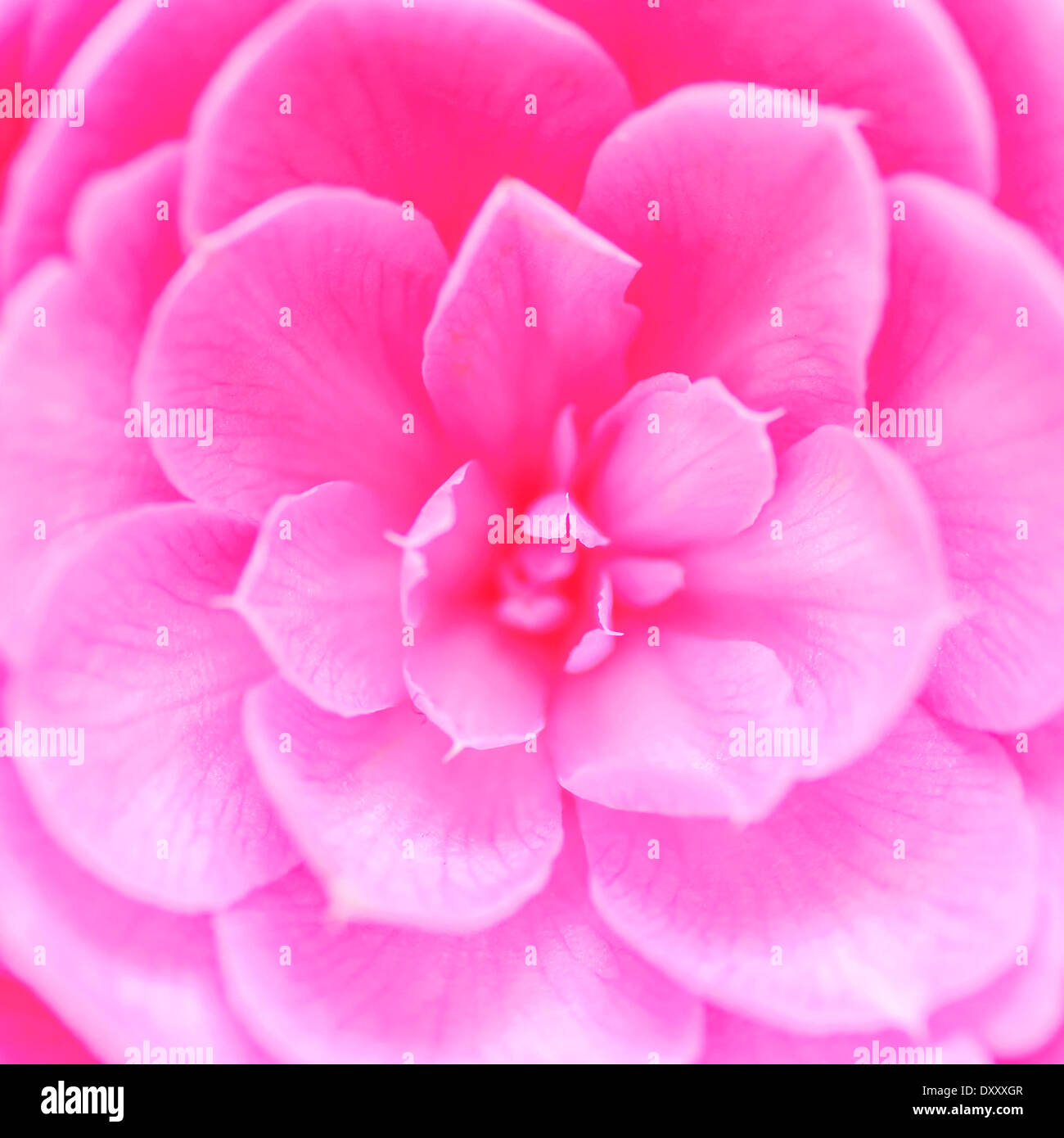 Pink rose poetry hi-res stock photography and images - Alamy