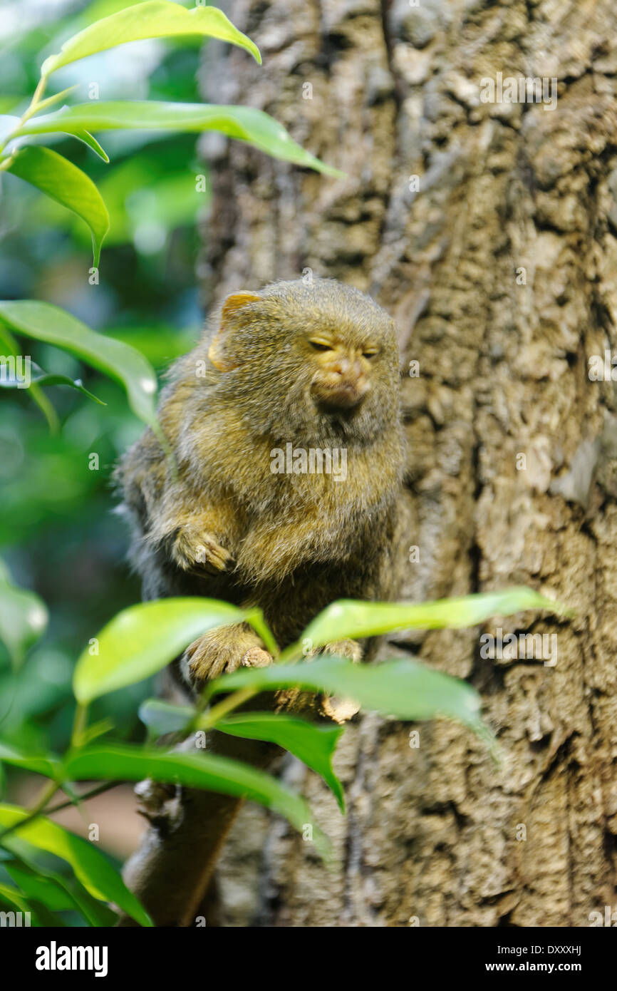 Pygmy marmoset (Cebuella pygmaea) is a small New World monkey native to ...