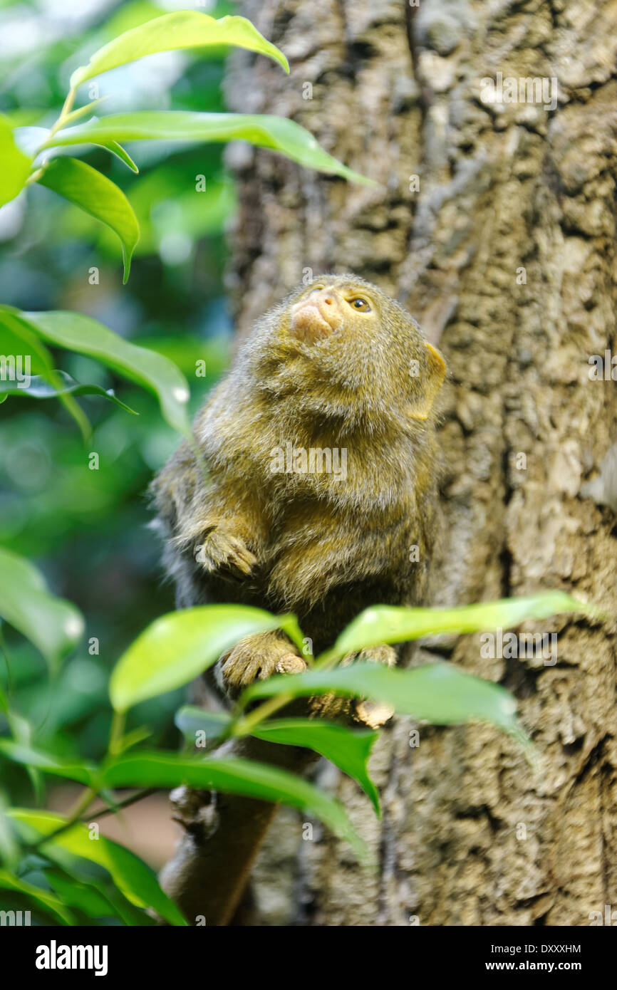 Fauna of amazon rainforests hi-res stock photography and images - Alamy